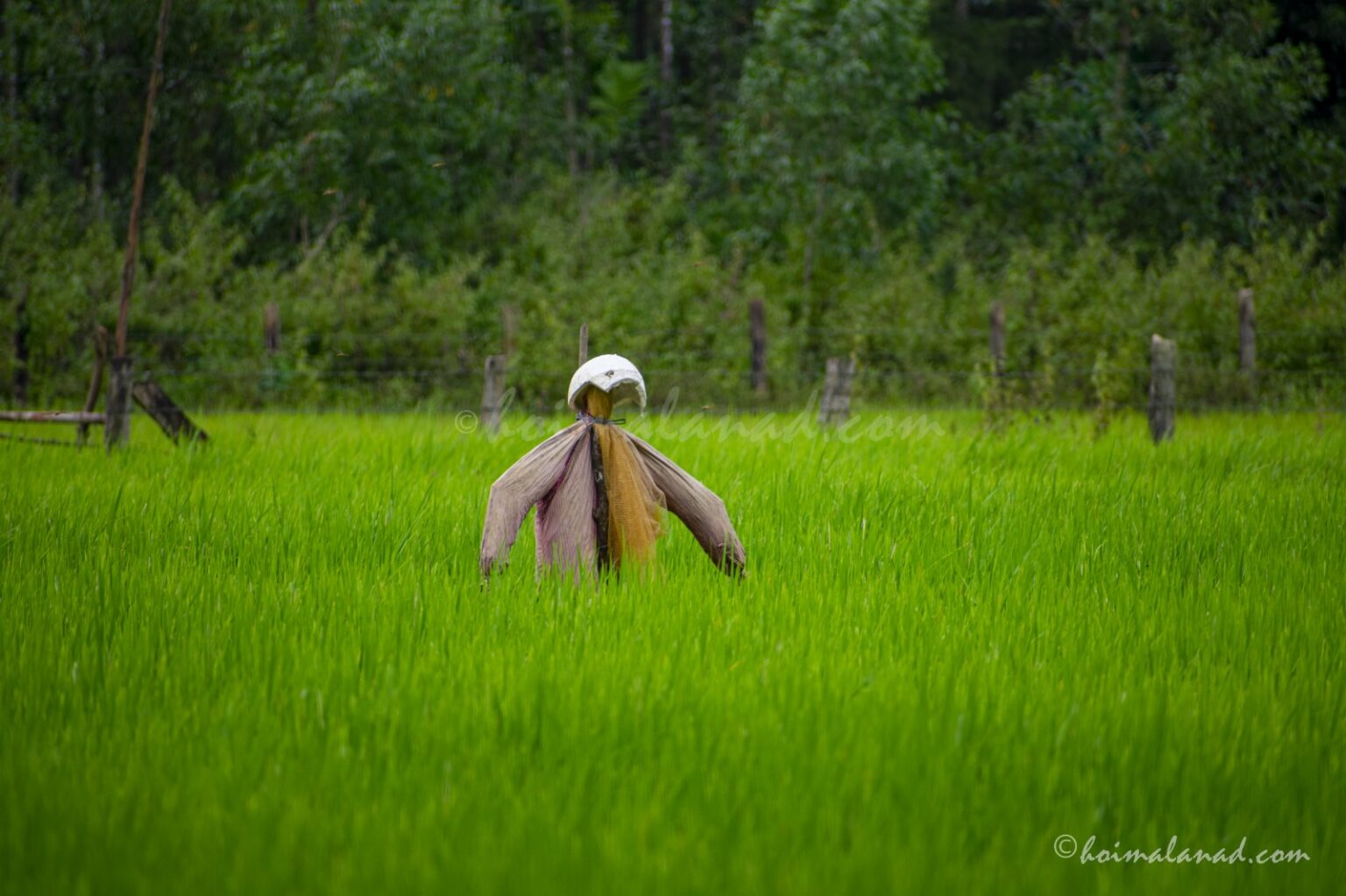 ನಾಡಗೀತೆ – Naada Geethe lyrics – Kuvempu - Hoi malnad