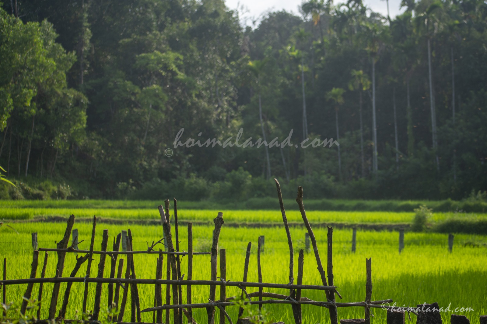 ನಾಡಗೀತೆ - Naada Geethe lyrics - Kuvempu - Hoi malnad