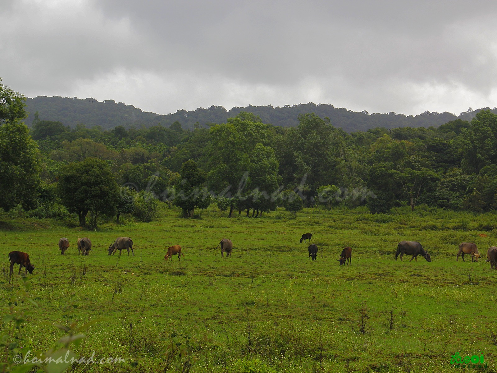 Malnad Photos Gallery - Hoi malnad